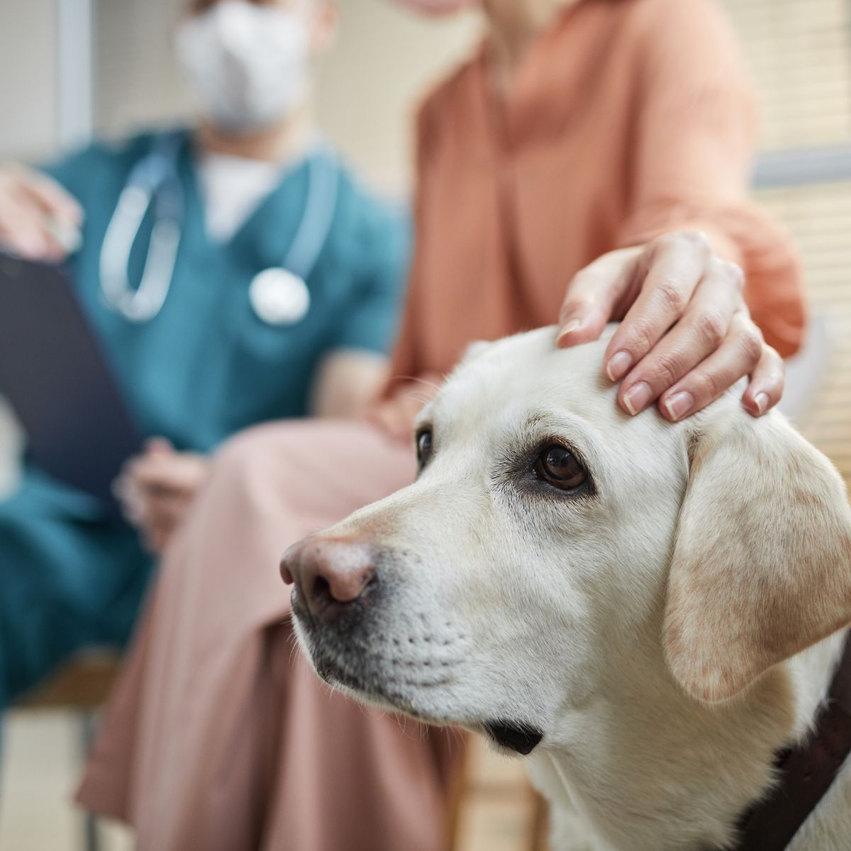 Best Vet Hospital In Lake Wales, FL | Thompson's Vet Center