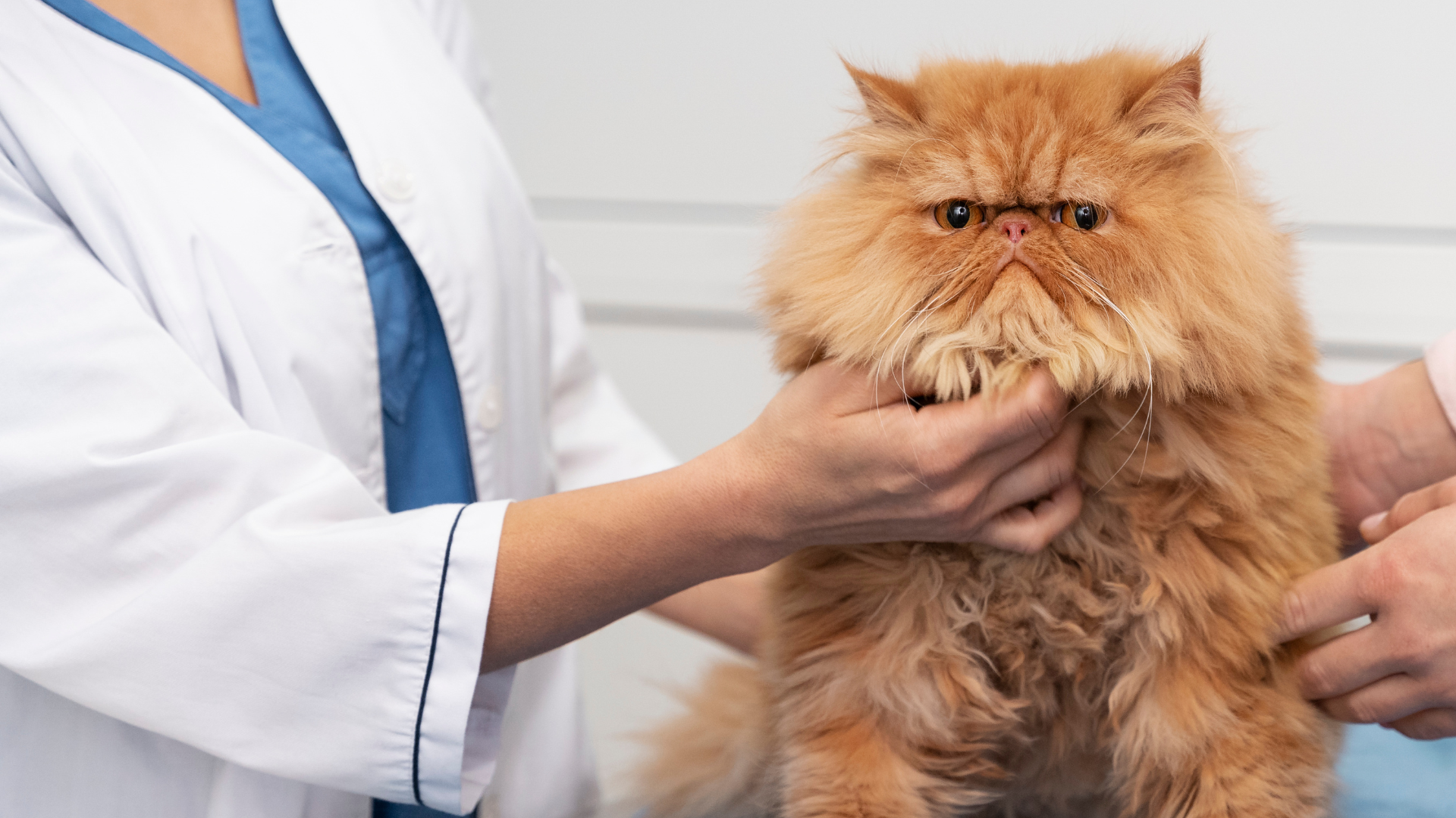Pet Vaccinations In Lake Wales, FL 33898 | Thompson's Veterinary Center